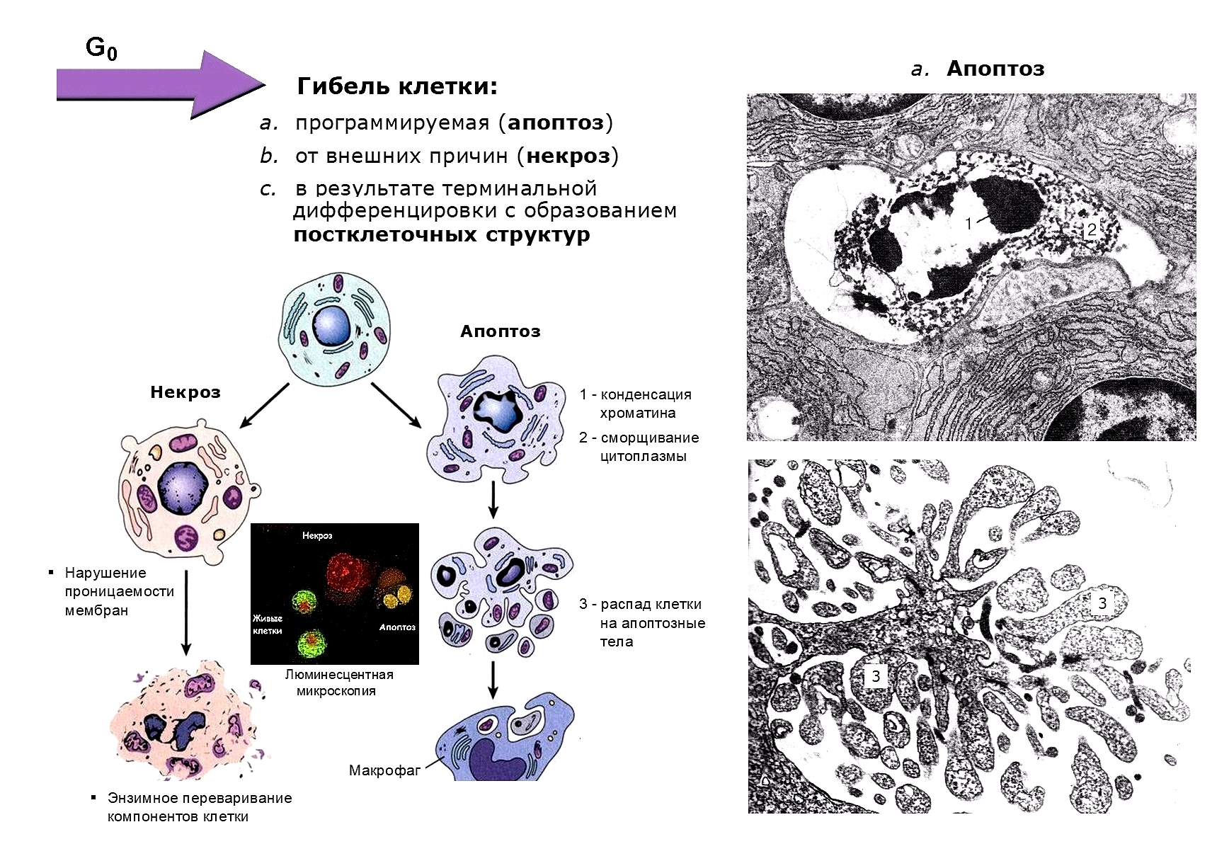 Митотический цикл клетки